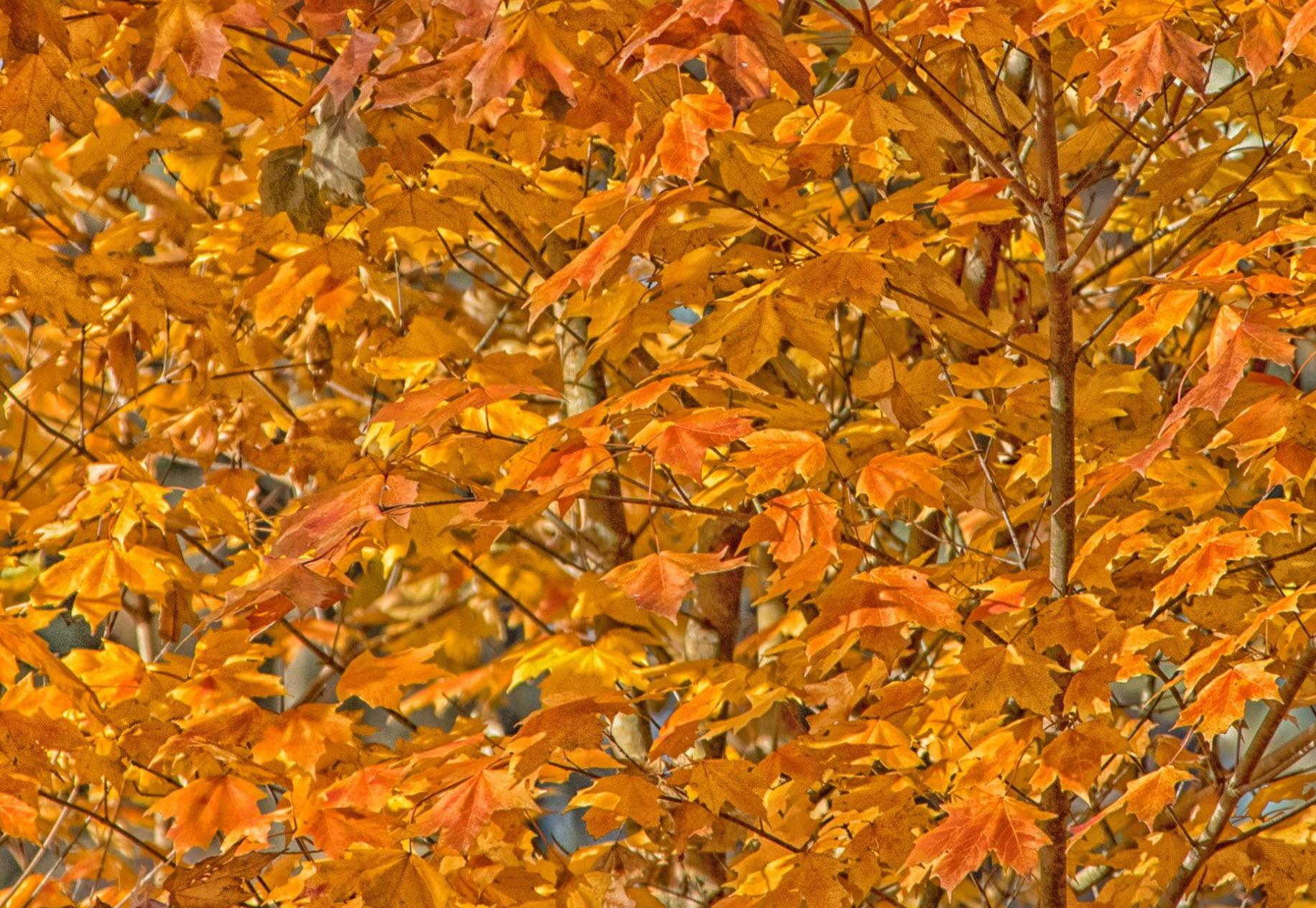 Acer floridanum - Florida Maple | PlantMaster