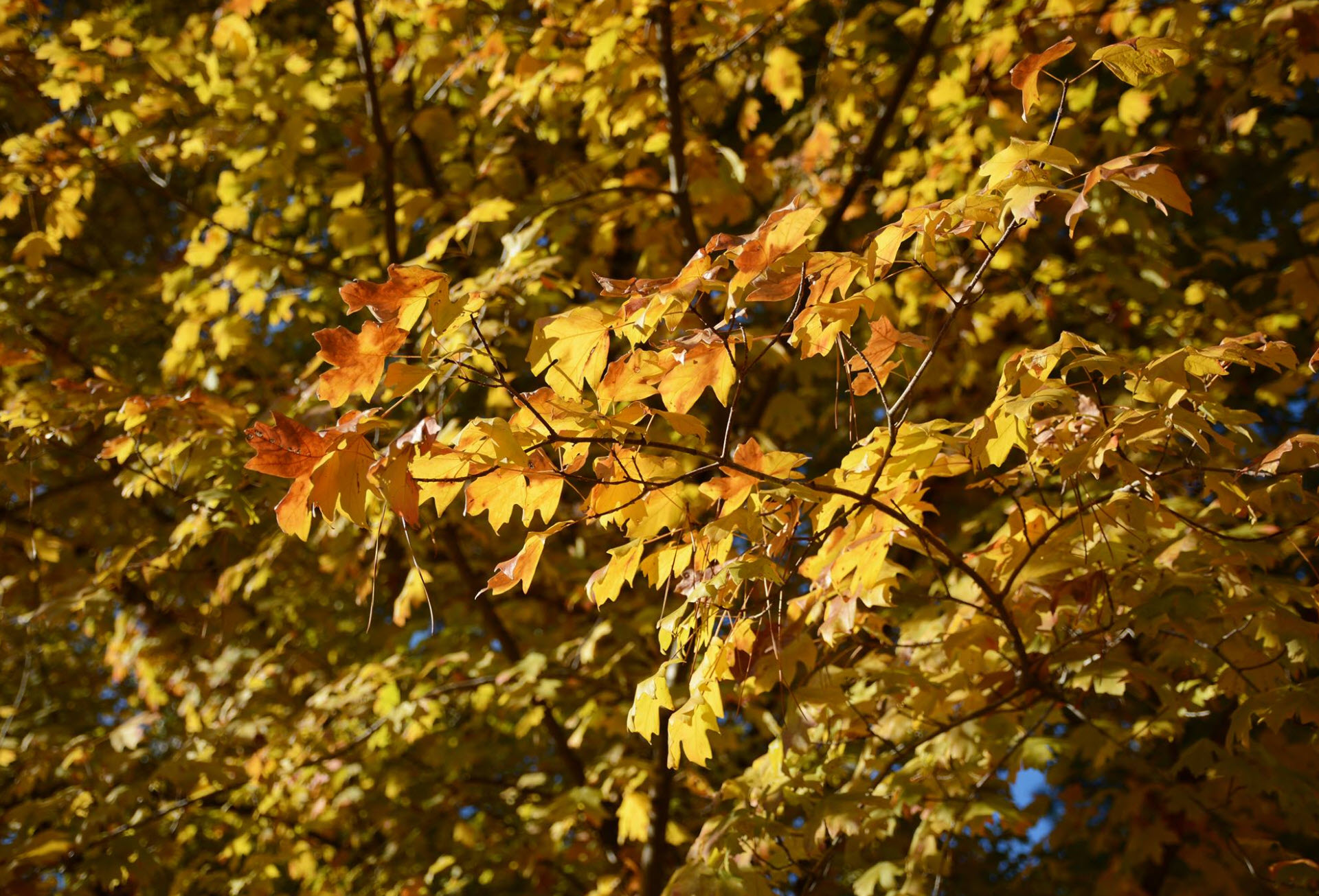 Acer floridanum - Florida Maple | PlantMaster