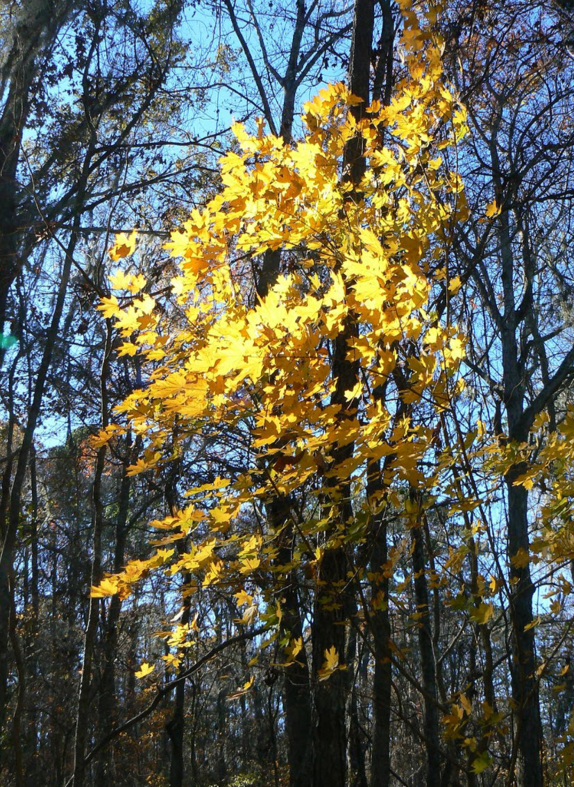 Acer floridanum - Florida Maple | PlantMaster