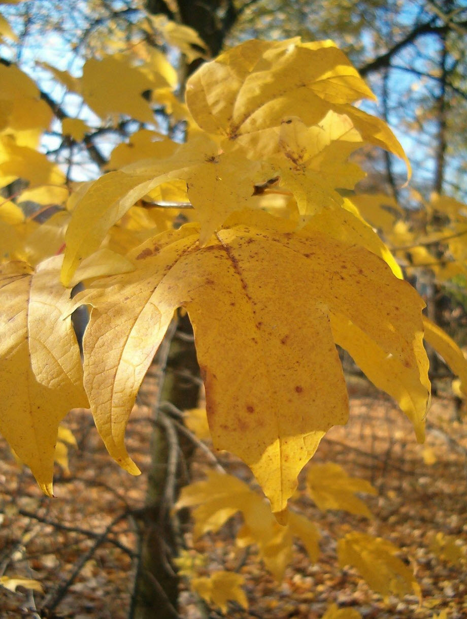 Acer floridanum - Florida Maple | PlantMaster