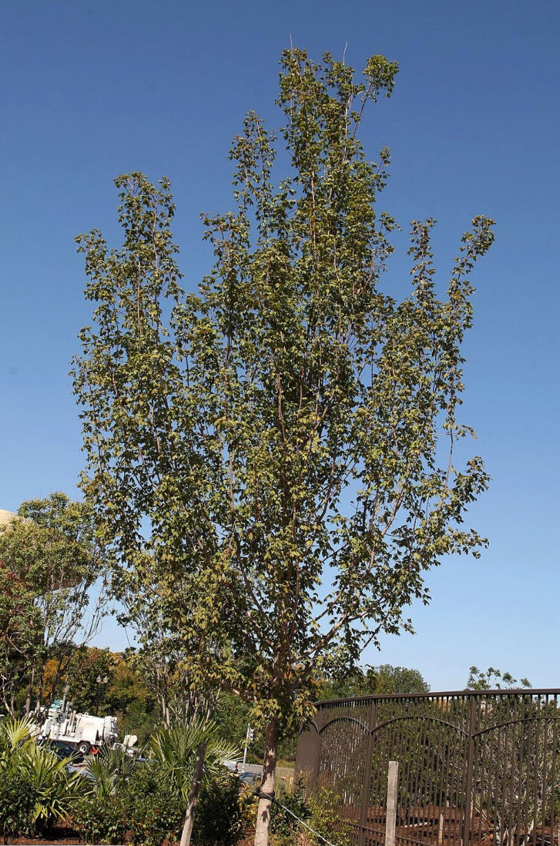 Acer floridanum - Florida Maple | PlantMaster