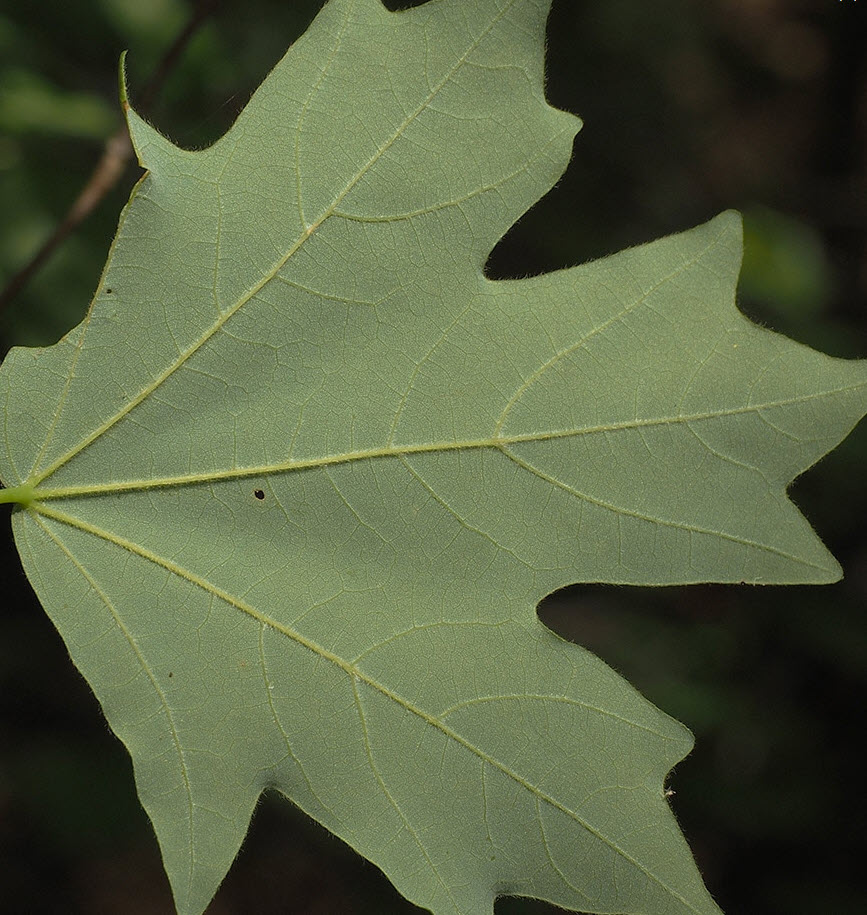 Acer floridanum - Florida Maple | PlantMaster