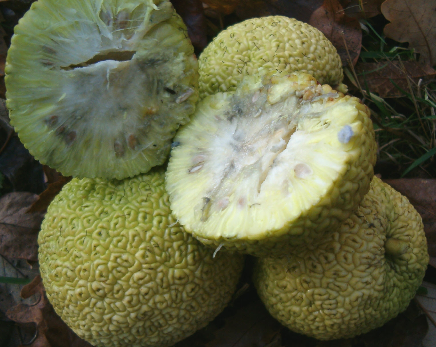 Maclura pomifera - Osage Orange | PlantMaster