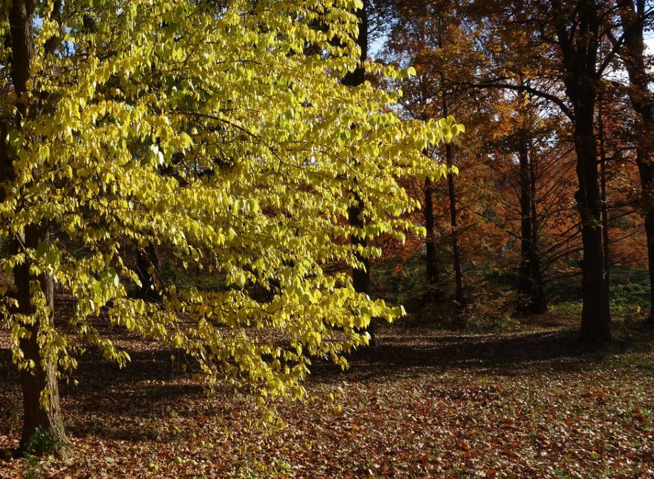 Maclura pomifera - Osage Orange | PlantMaster