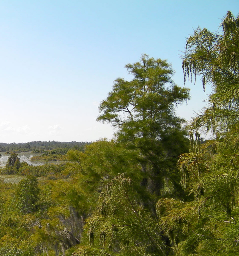 Taxodium ascendens - Pond Cypress | PlantMaster