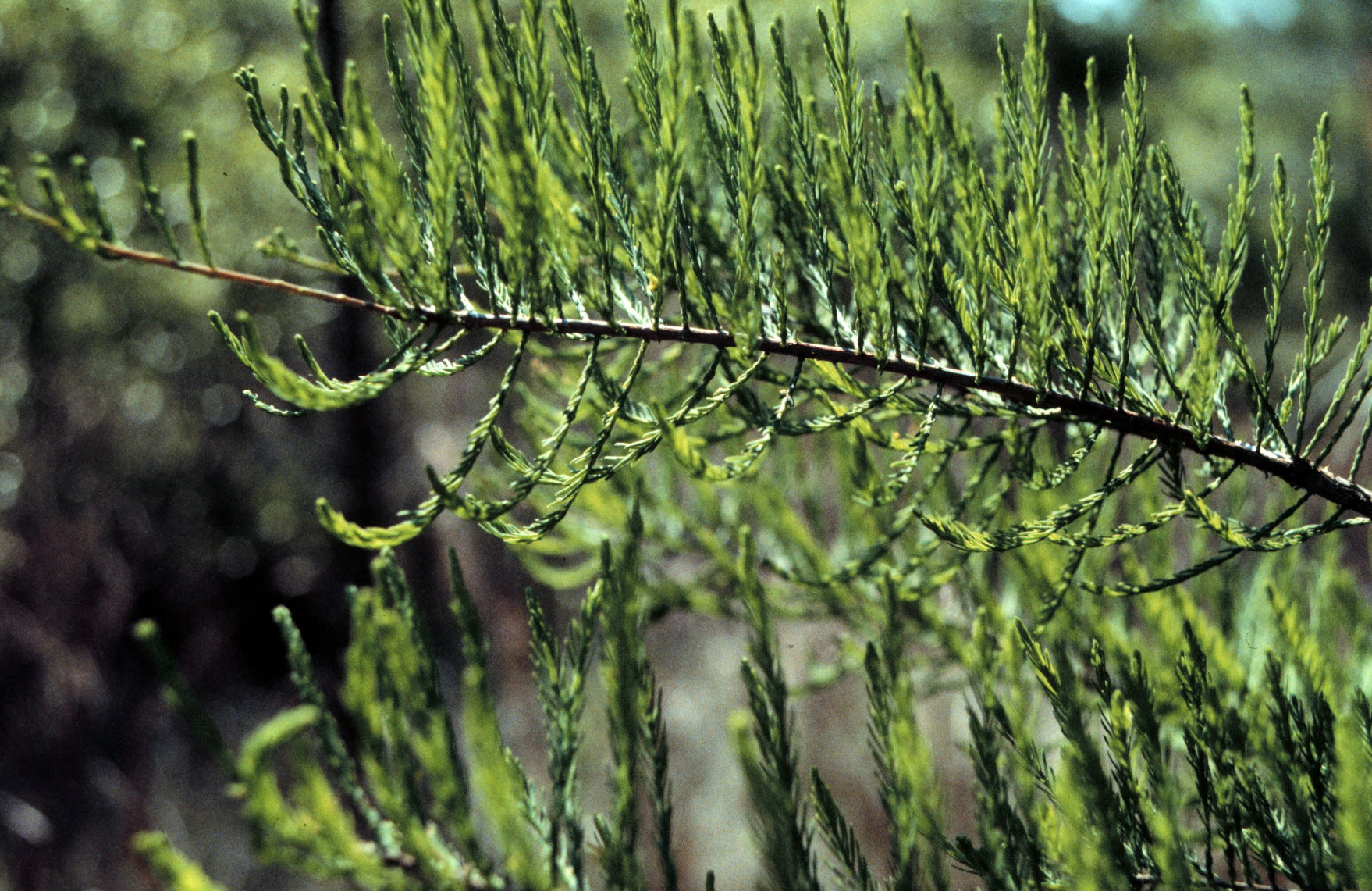 Taxodium ascendens - Pond Cypress | PlantMaster