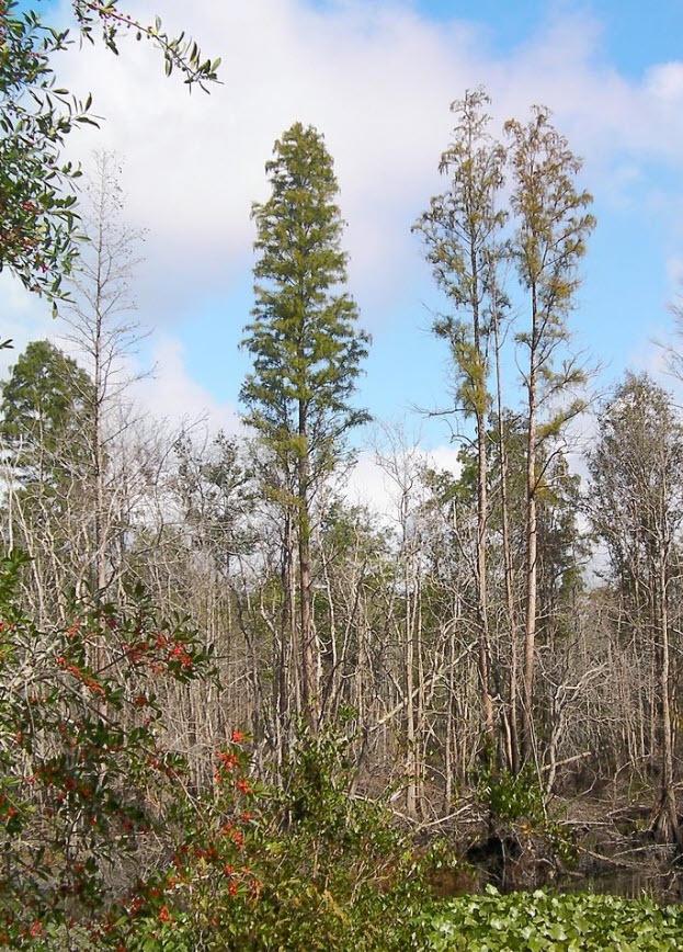 Taxodium ascendens - Pond Cypress | PlantMaster