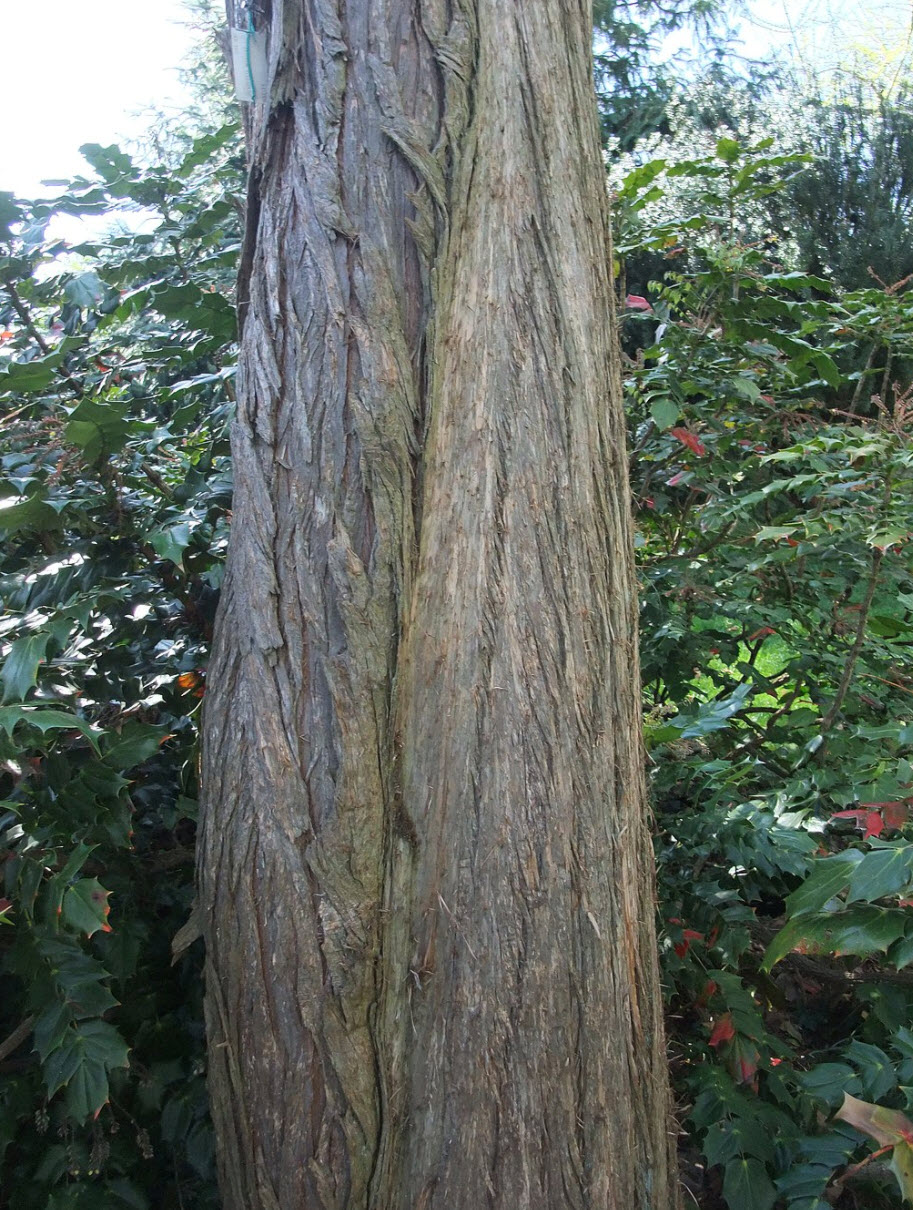 Taxodium ascendens - Pond Cypress | PlantMaster