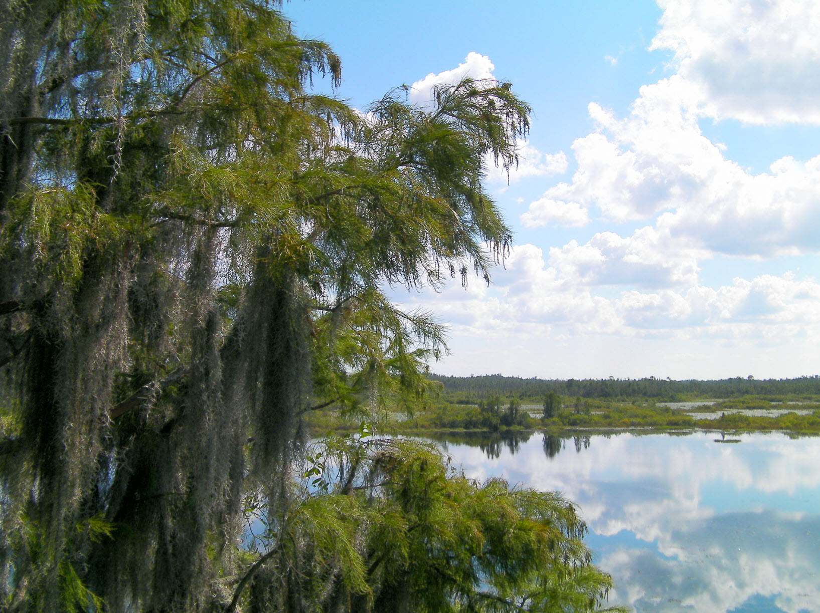 Taxodium ascendens - Pond Cypress | PlantMaster