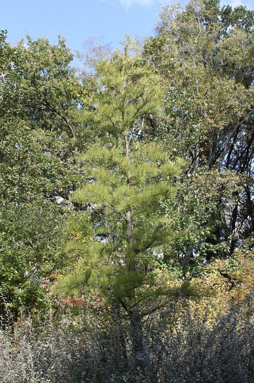 Taxodium ascendens - Pond Cypress | PlantMaster