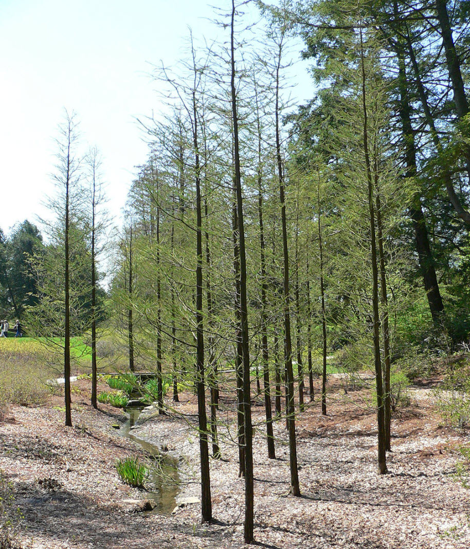 Taxodium ascendens - Pond Cypress | PlantMaster