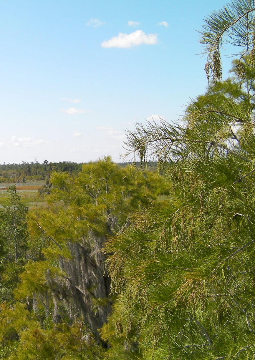Taxodium ascendens - Pond Cypress | PlantMaster