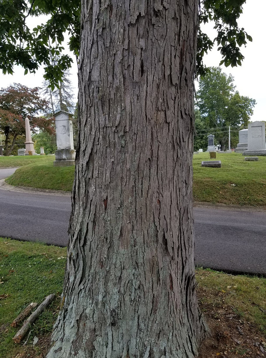 Carya ovalis - Red Hickory | PlantMaster