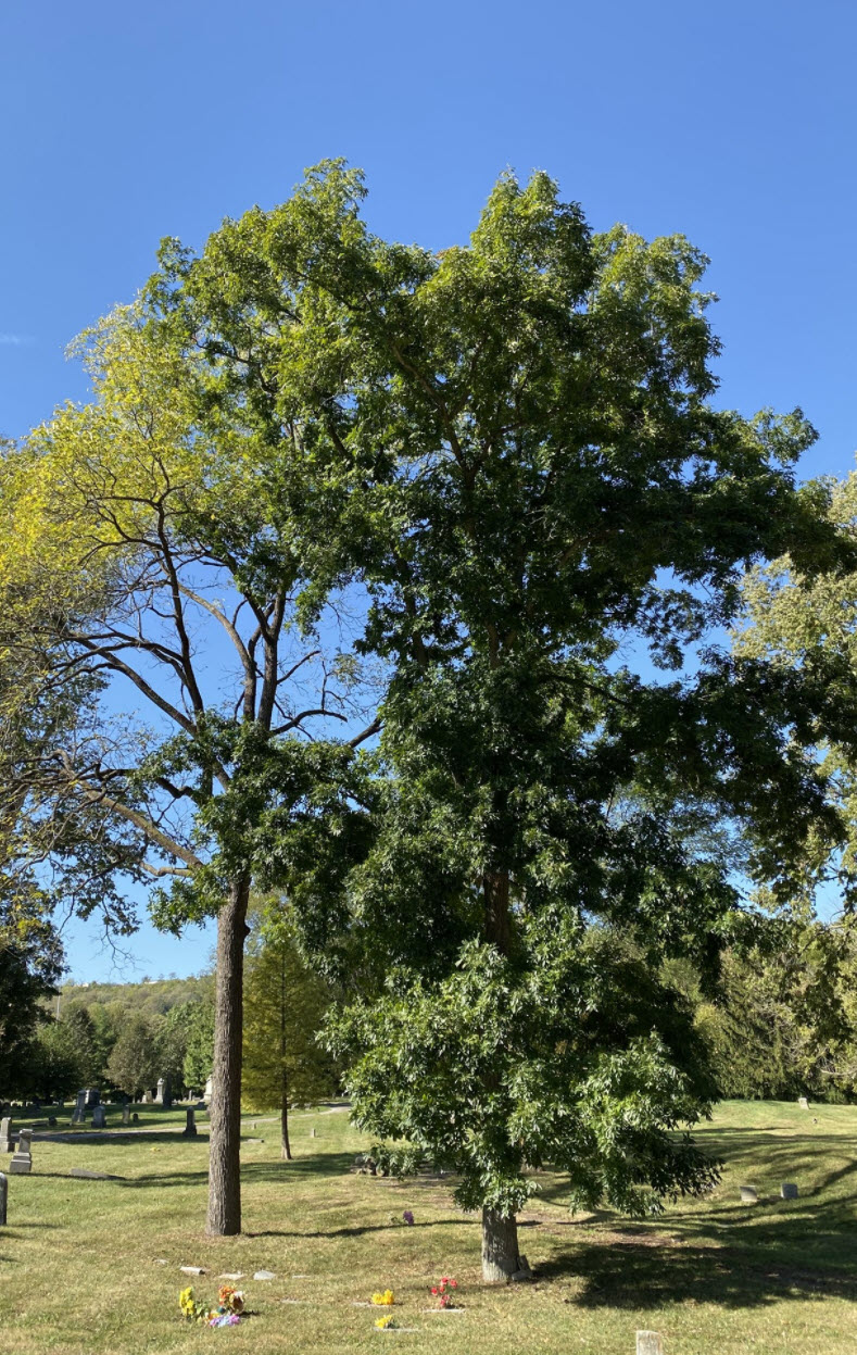 Carya cordiformis - Bitternut Hickory | PlantMaster