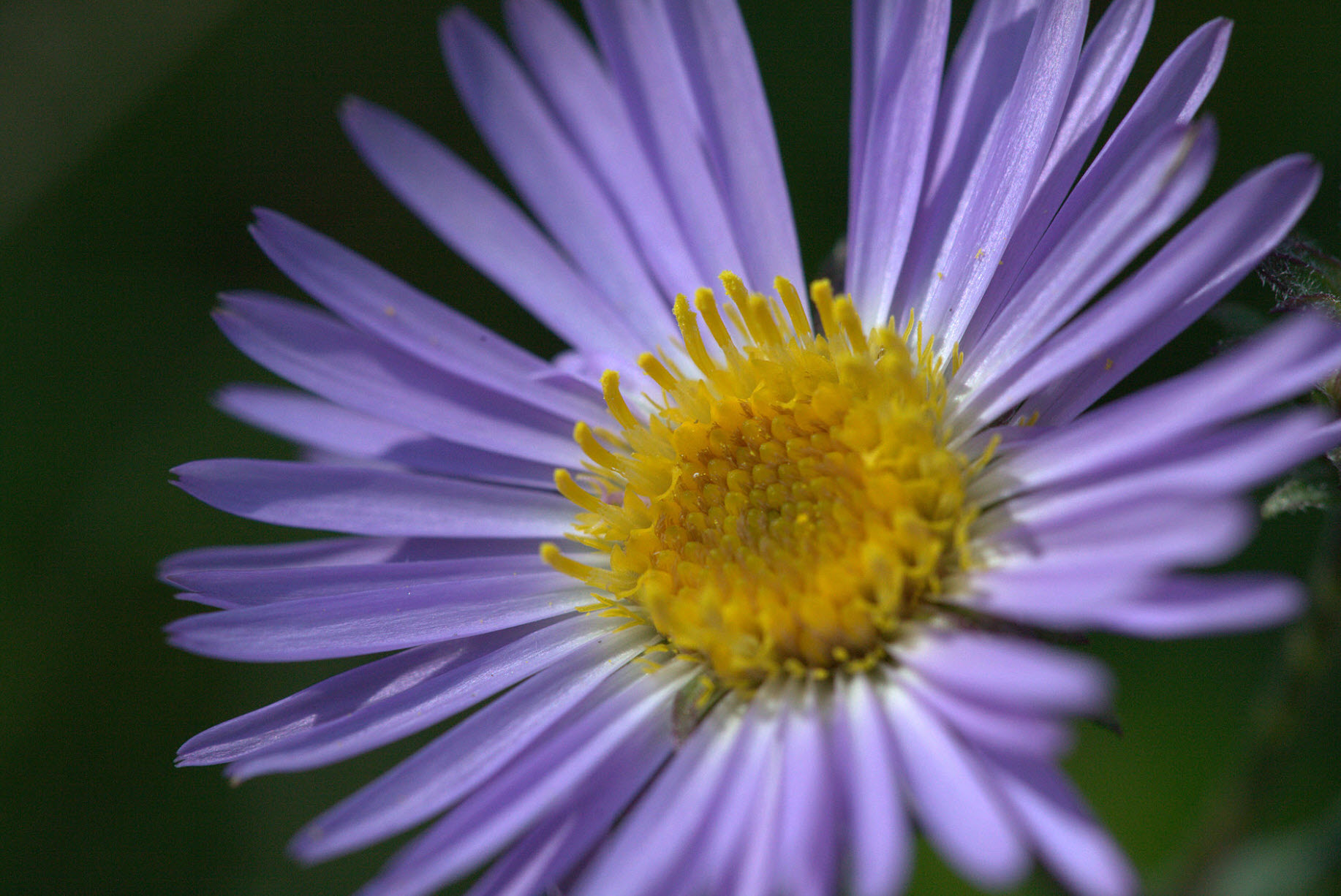 Aster alpigenus - Alpine Aster | PlantMaster