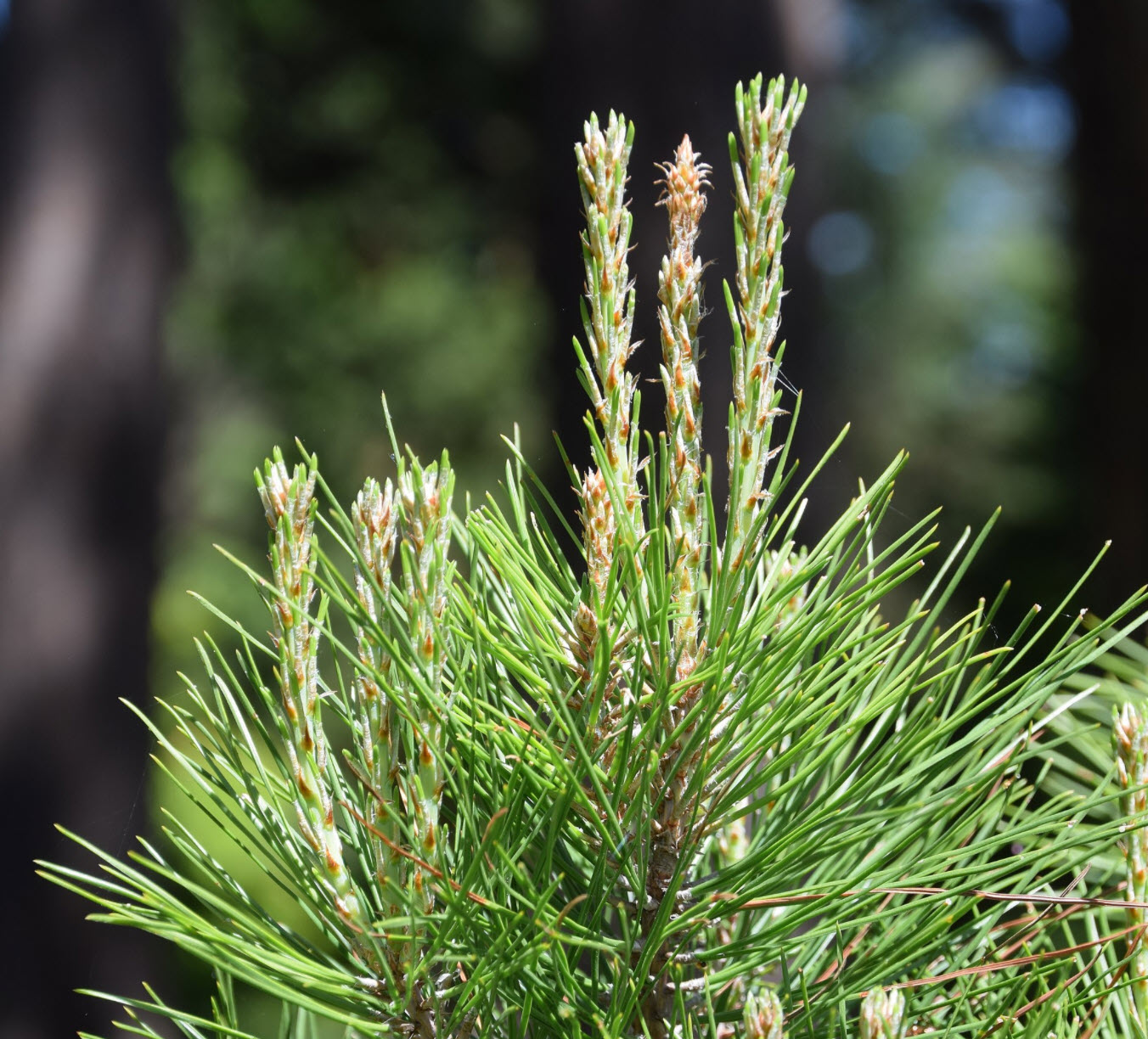 Pinus echinata - Shortleaf Pine | PlantMaster