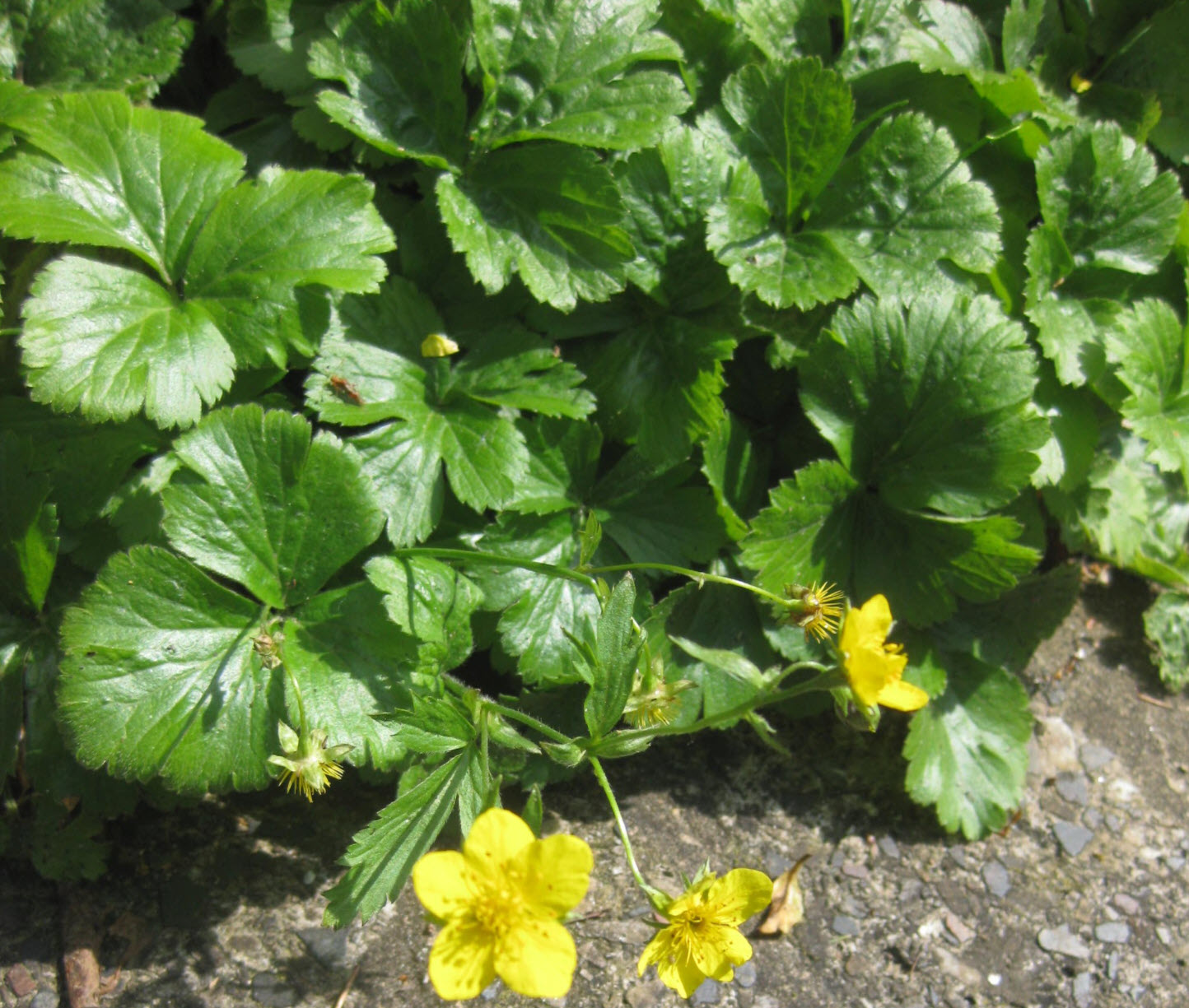 Waldsteinia fragarioides - Barren Strawberry | PlantMaster