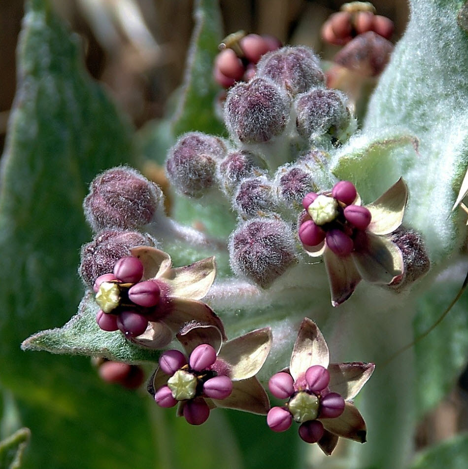 Asclepias californica - California Milkweed | PlantMaster