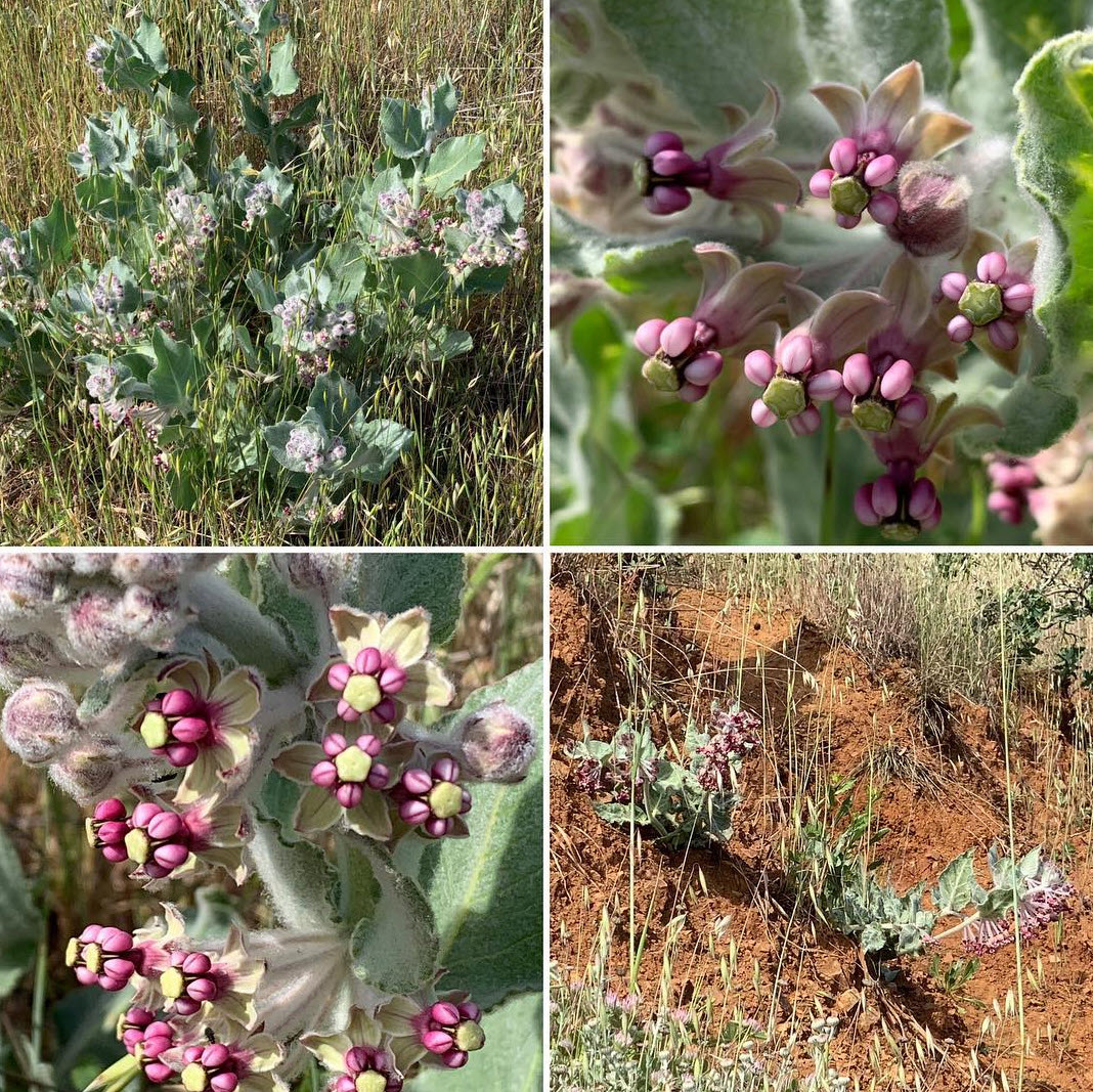 Asclepias californica - California Milkweed | PlantMaster