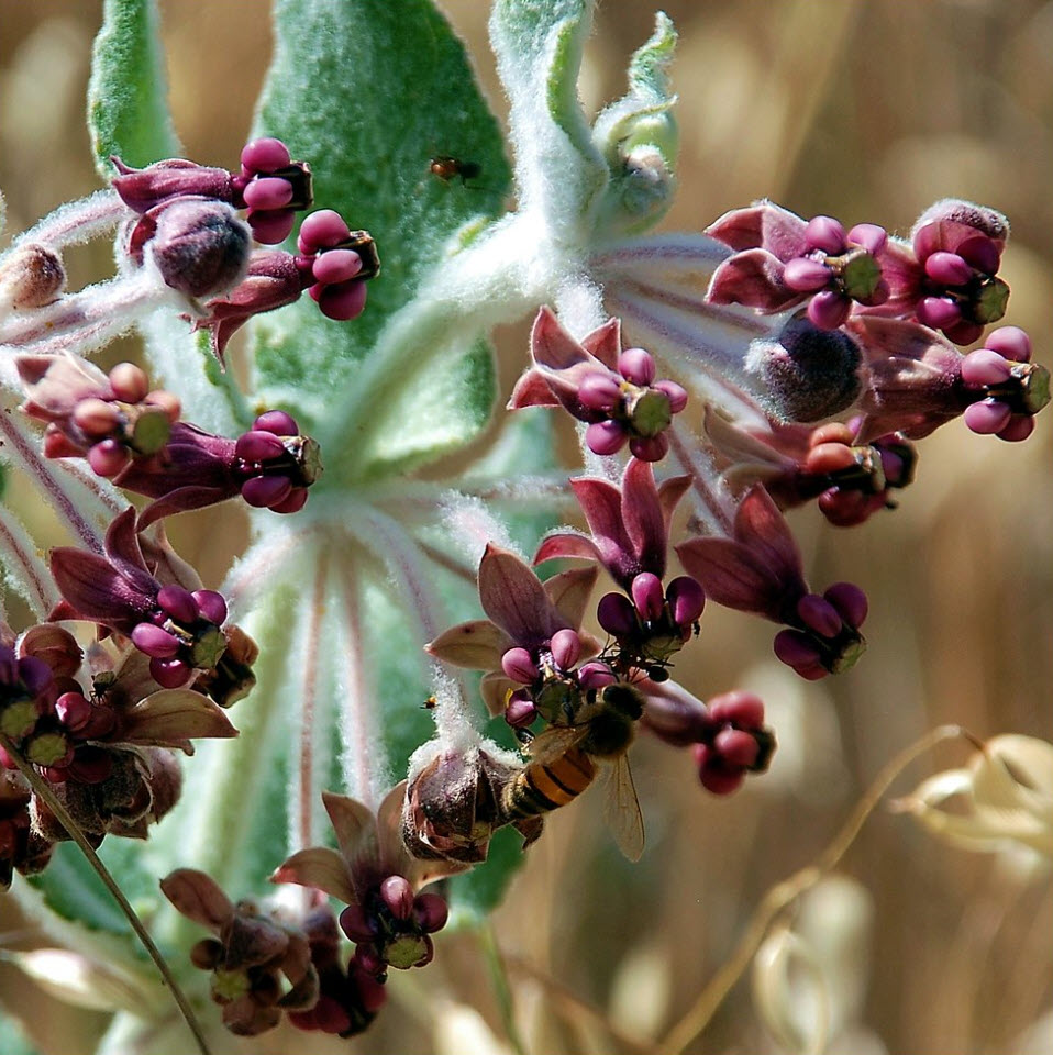 Asclepias Californica Search California Native Plants