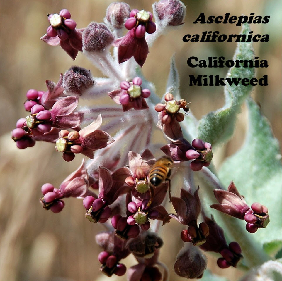 Asclepias californica - California Milkweed | PlantMaster