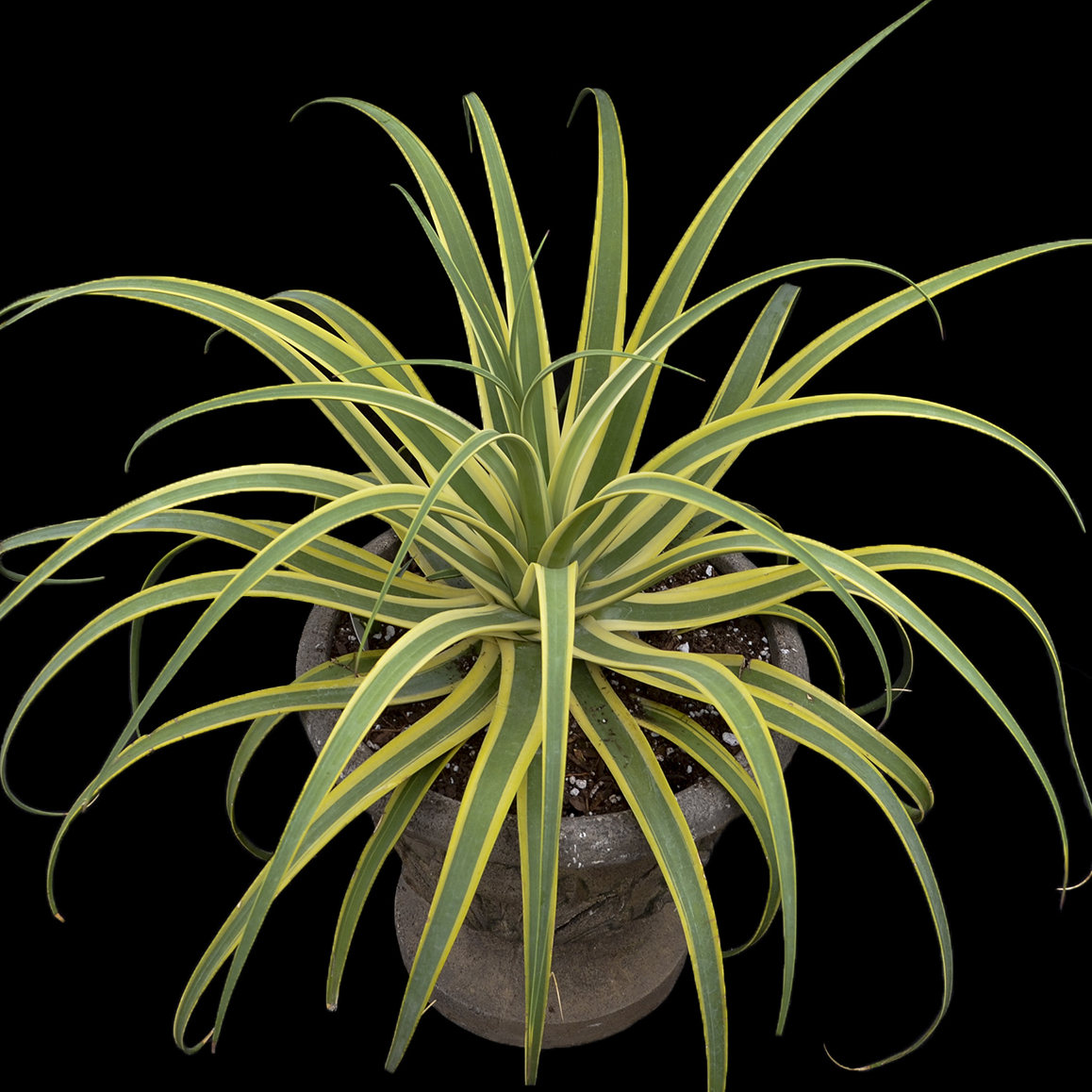 Agave bracteosa 'Stingray' - Squid Agave | PlantMaster