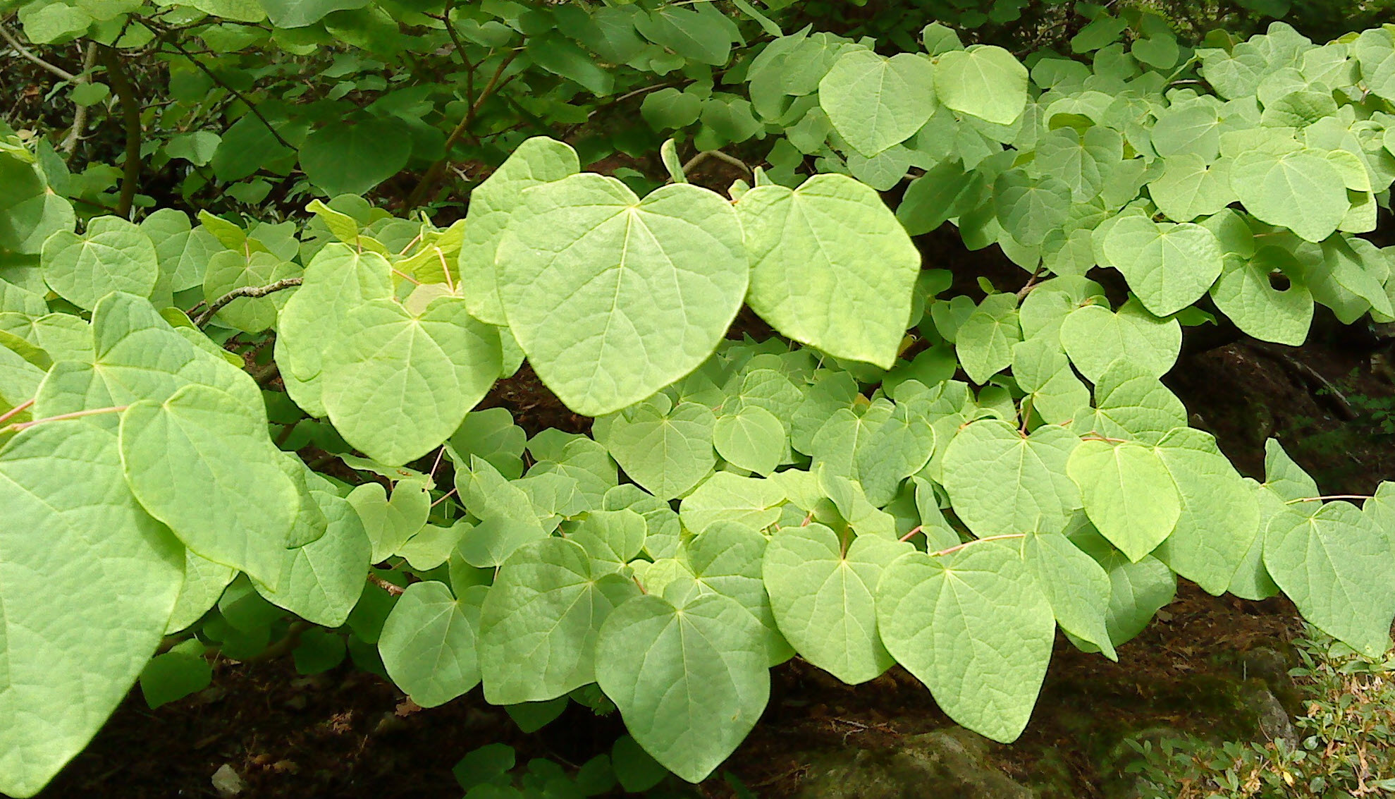 Disanthus cercidifolius - Redbud Hazel | PlantMaster