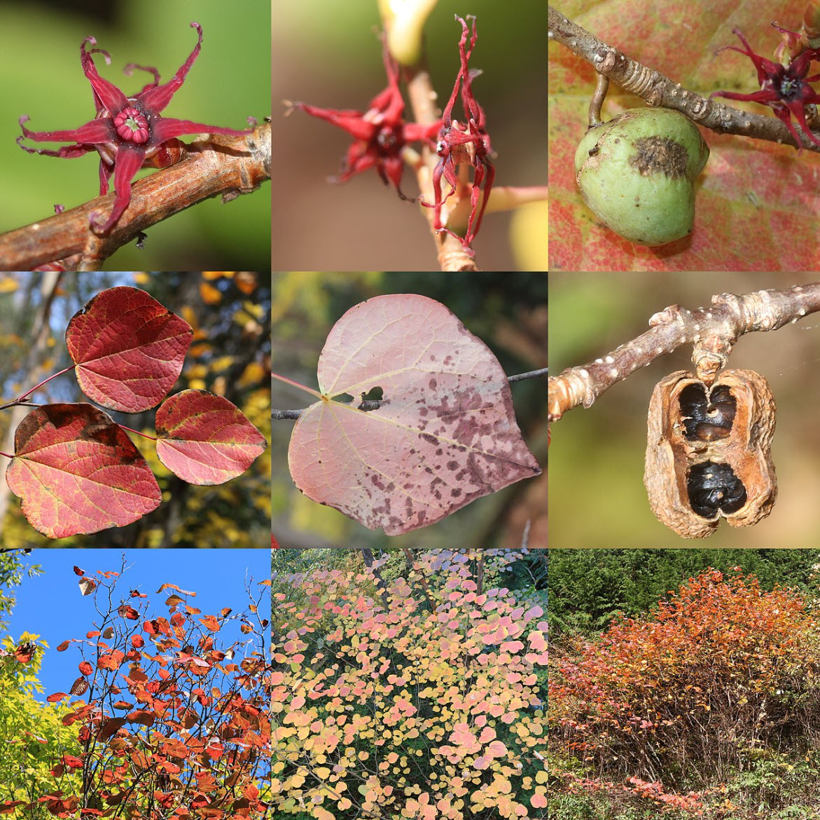Disanthus cercidifolius - Redbud Hazel | PlantMaster