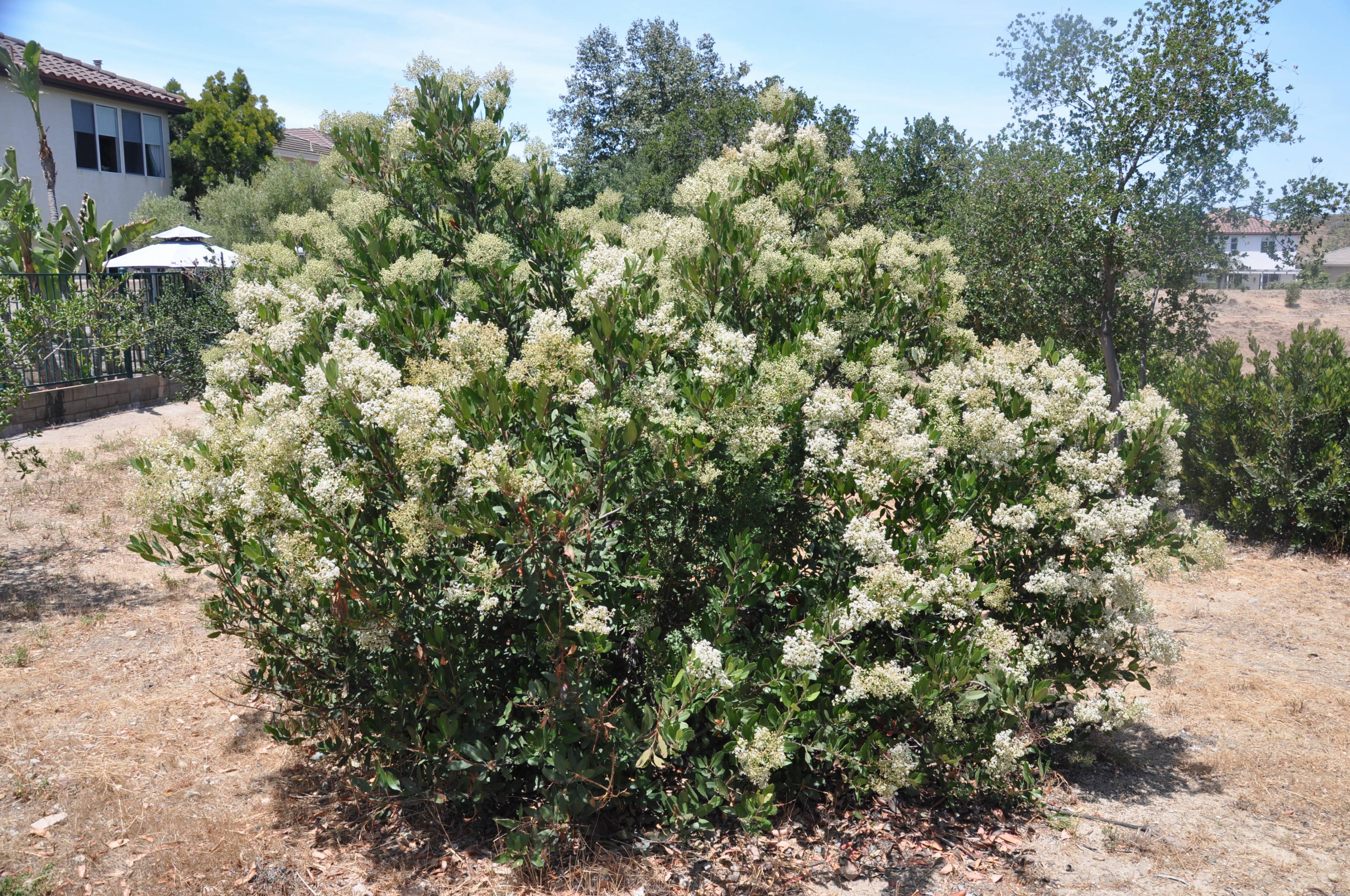 Heteromeles Arbutifolia Leaf