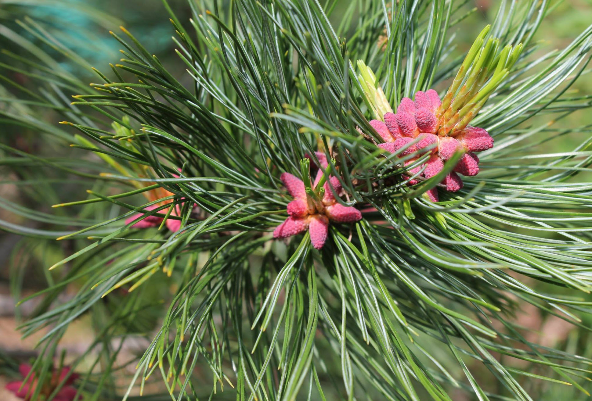 Chalet Swiss Stone Pine Swiss Stone Pine For Sale For Sale