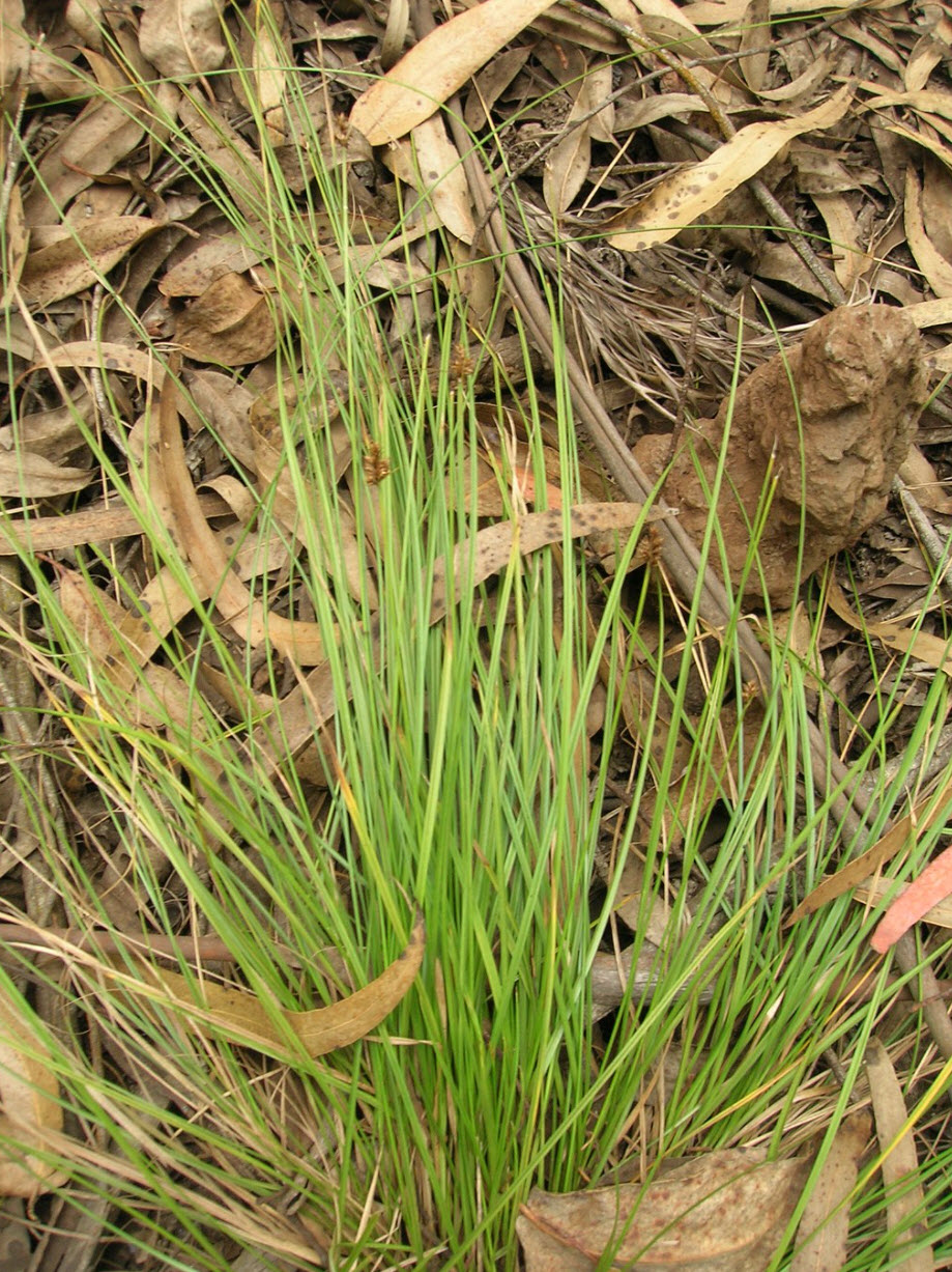 Carex subfusca - Rusty Sedge | PlantMaster