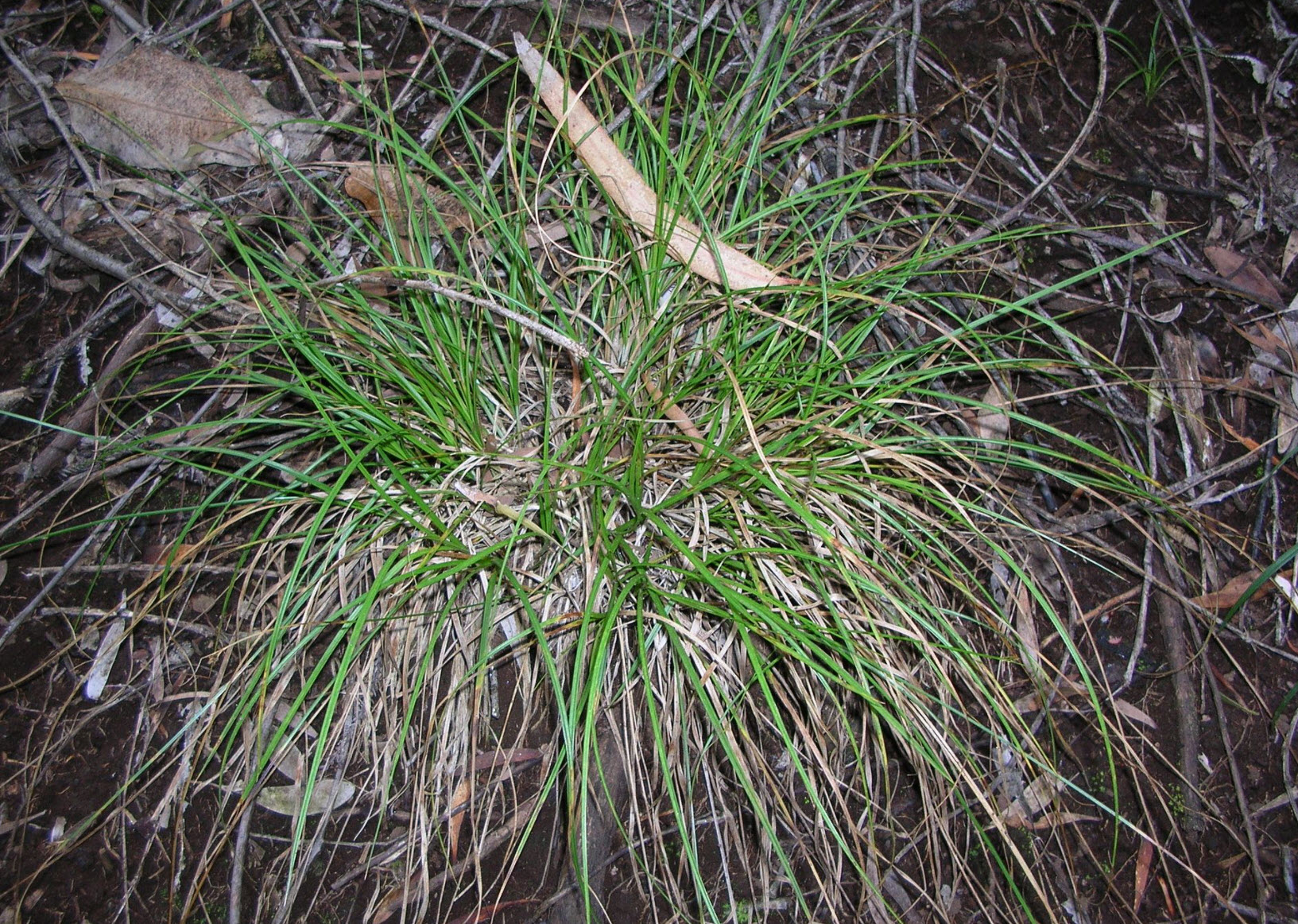 Carex subfusca - Rusty Sedge | PlantMaster