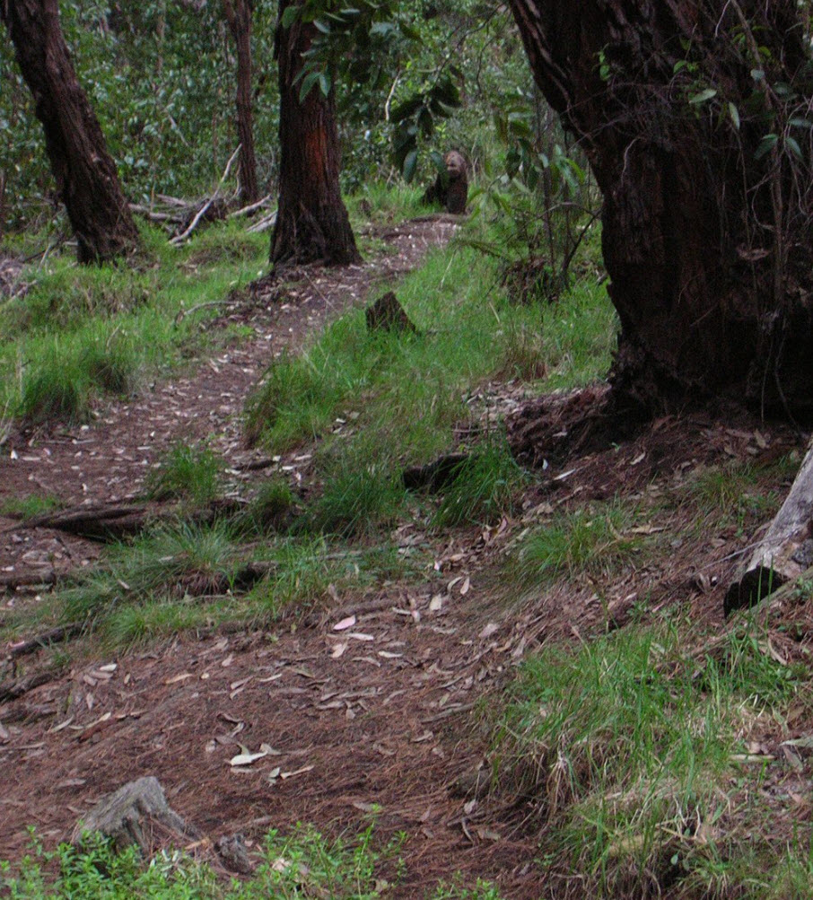 Carex subfusca - Rusty Sedge | PlantMaster
