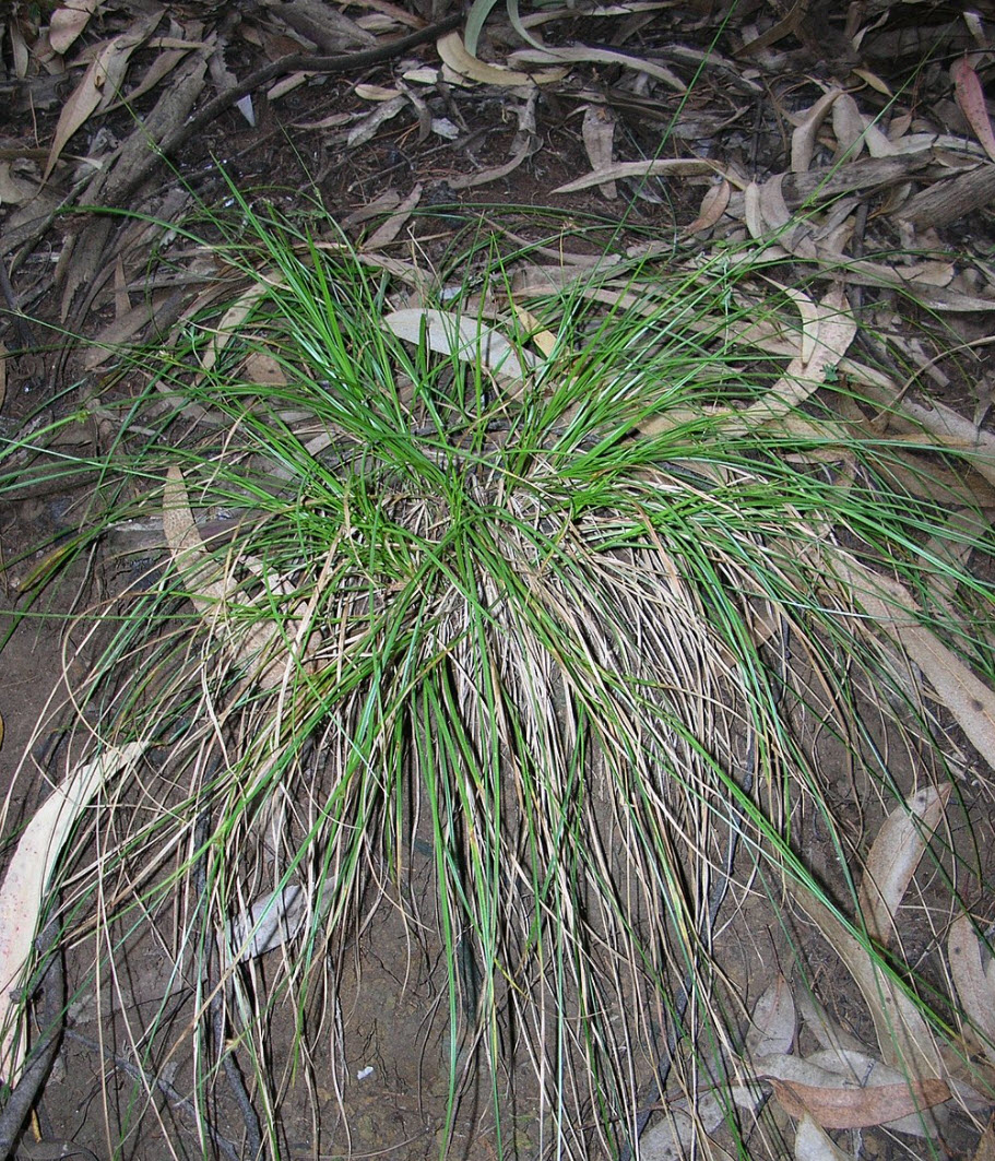 Carex subfusca - Rusty Sedge | PlantMaster