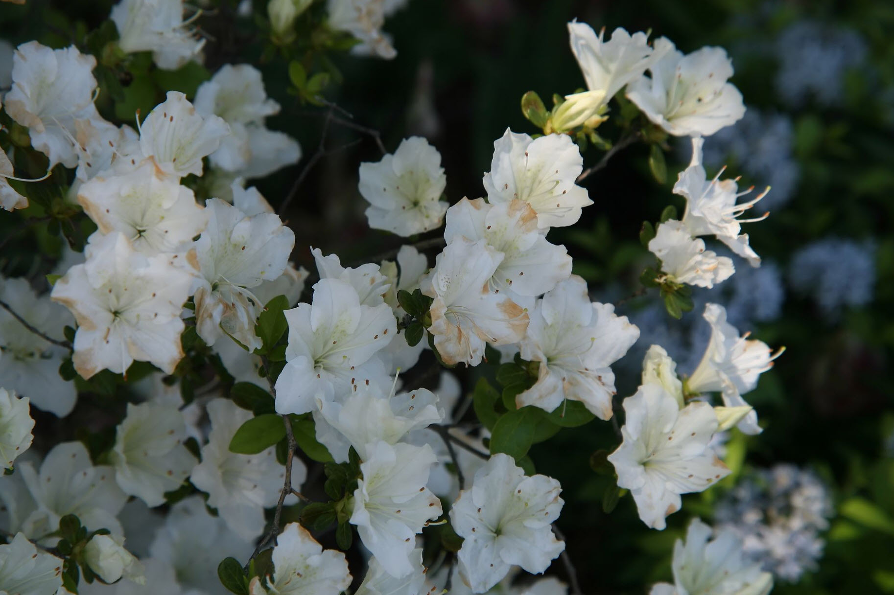 Azalea 'Glacier' - Glacier Azalea | PlantMaster