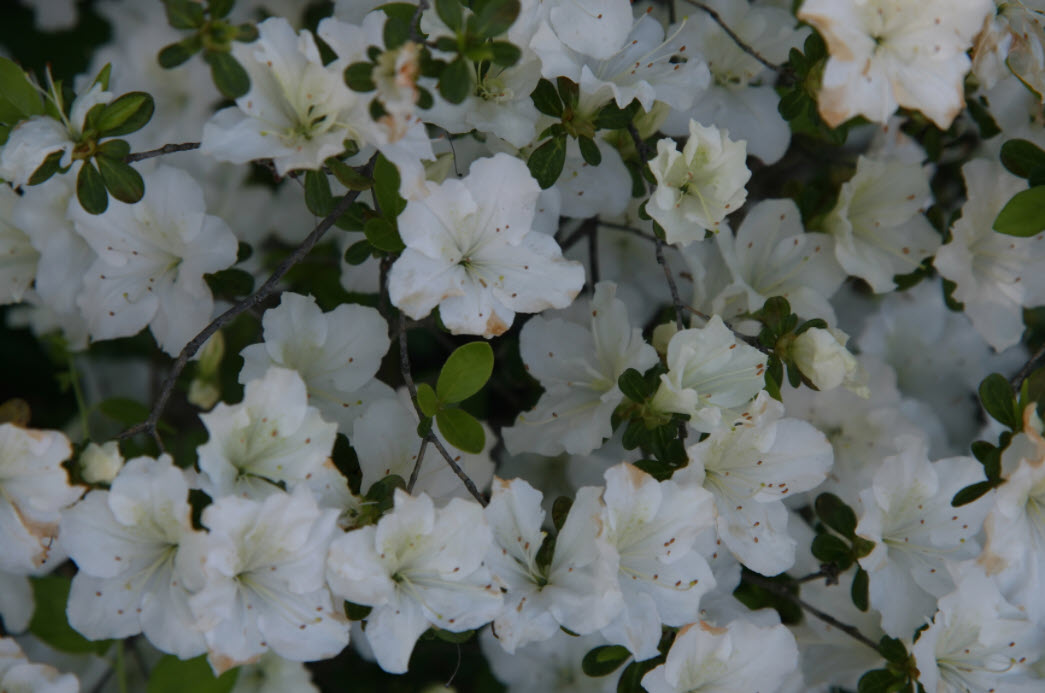 Azalea 'Glacier' - Glacier Azalea | PlantMaster