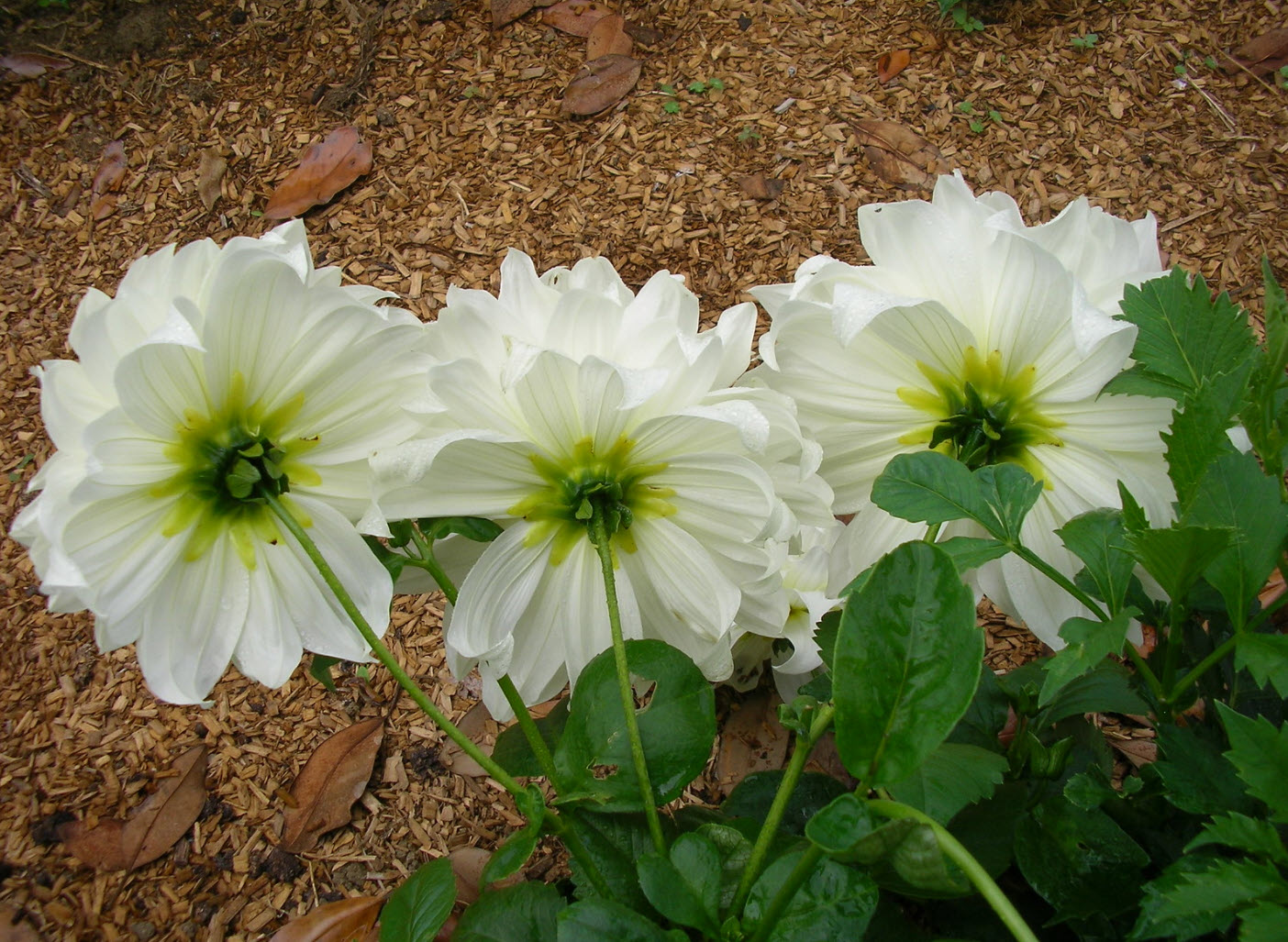Dahlia 'Fleurel' - Fleurel Dahlia | PlantMaster