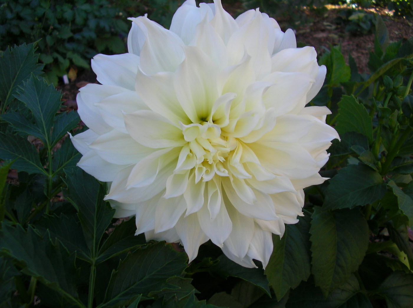 Dahlia 'Fleurel' - Fleurel Dahlia | PlantMaster