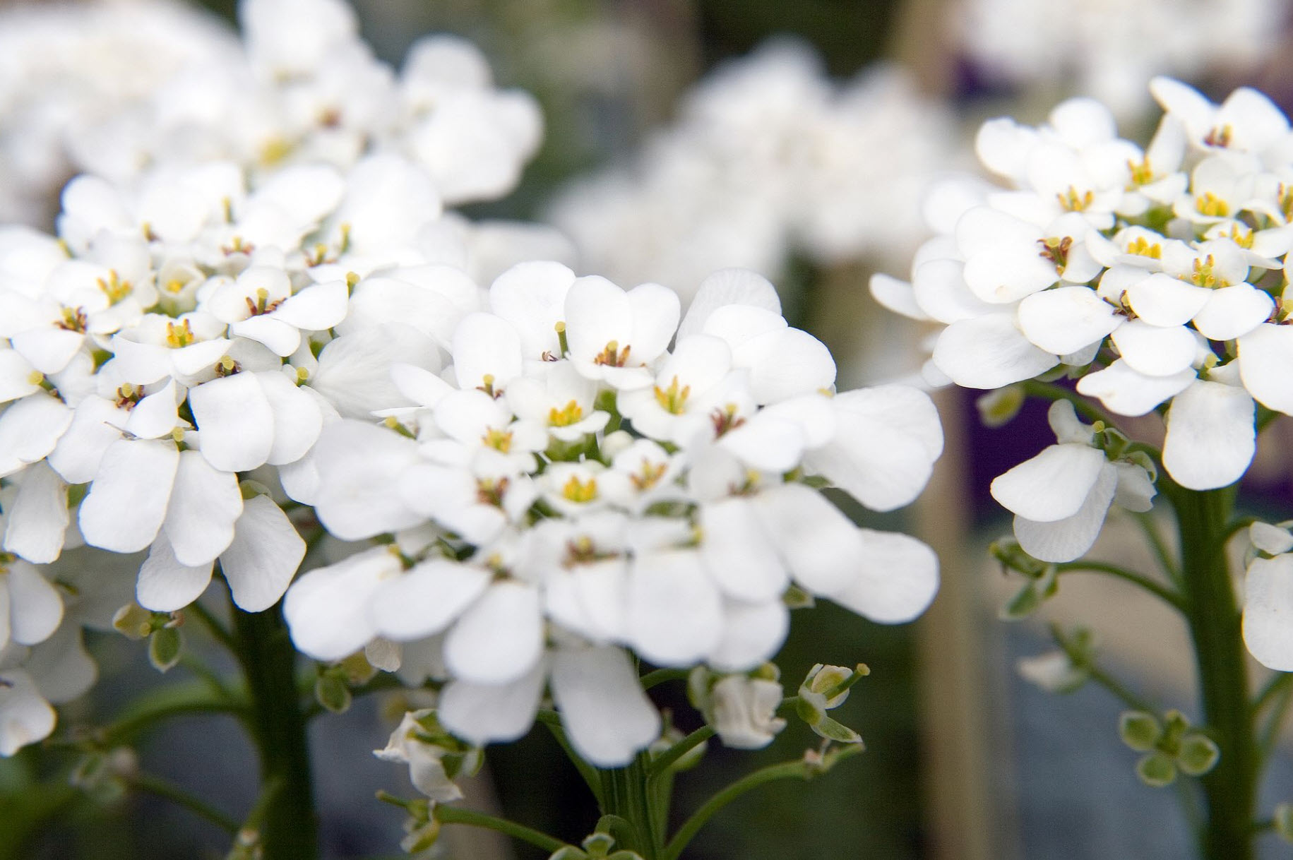 Purity Candytuft Monrovia Purity Candytuft Clusia Best Perennials