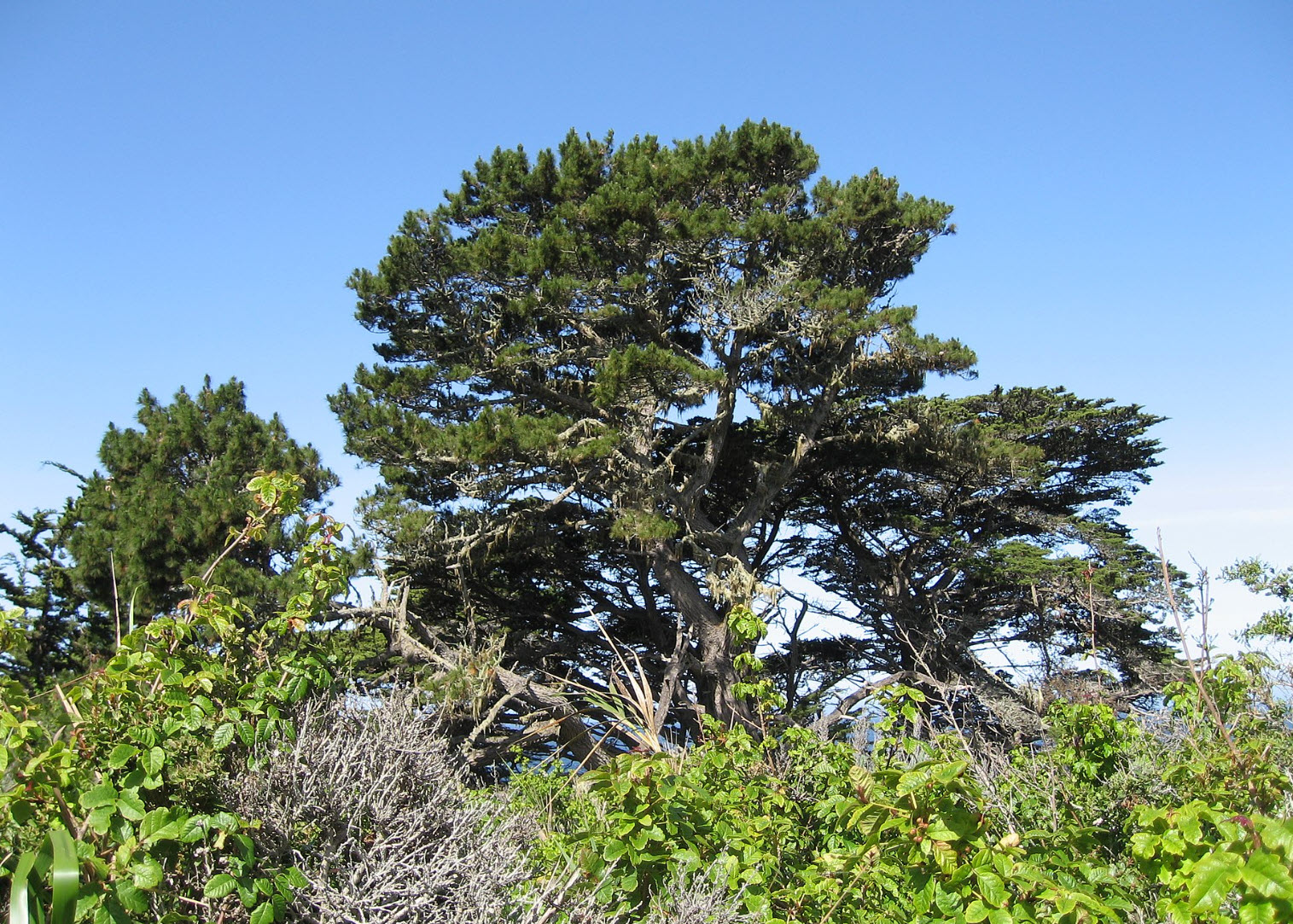 Pinus Radiata VicFlora: Pinus Radiata