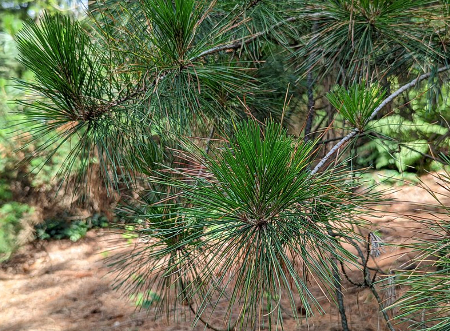 Pinus Radiata