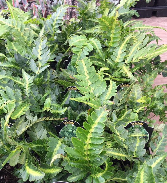 Arachnoides Simplicior Variegata Terrarium