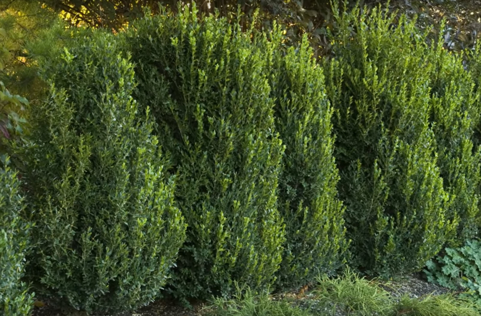 Narrow Upright Boxwood Green Mountain Boxwood | Pyramidal Boxwood