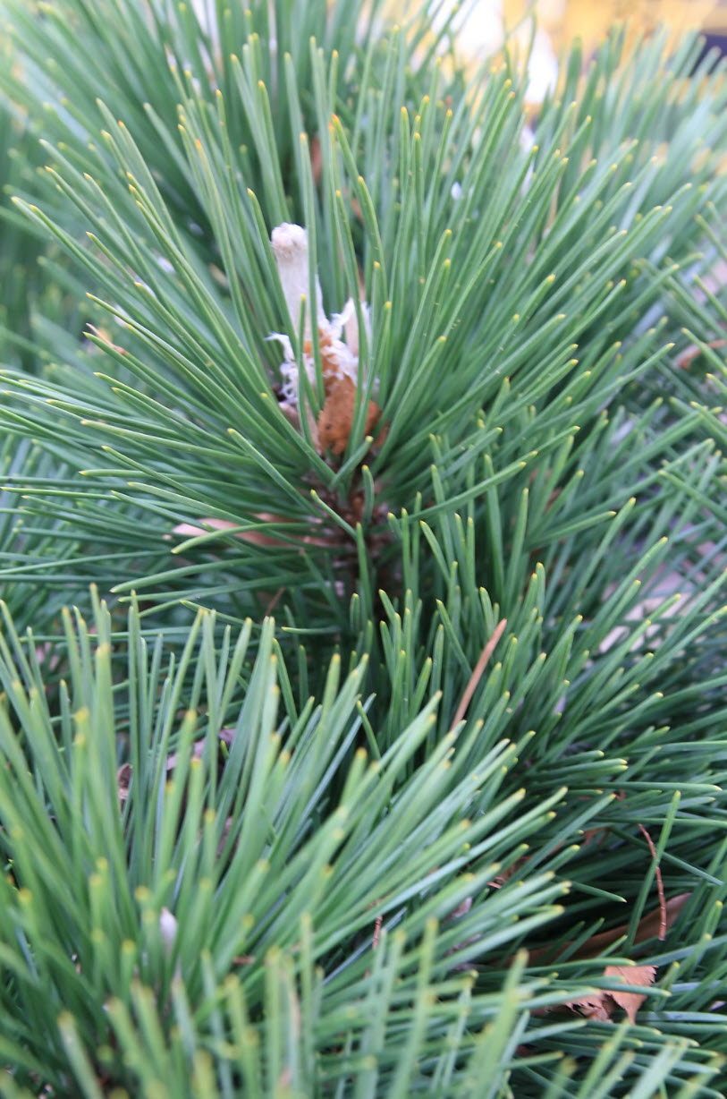 Thunderhead Spruce Tree