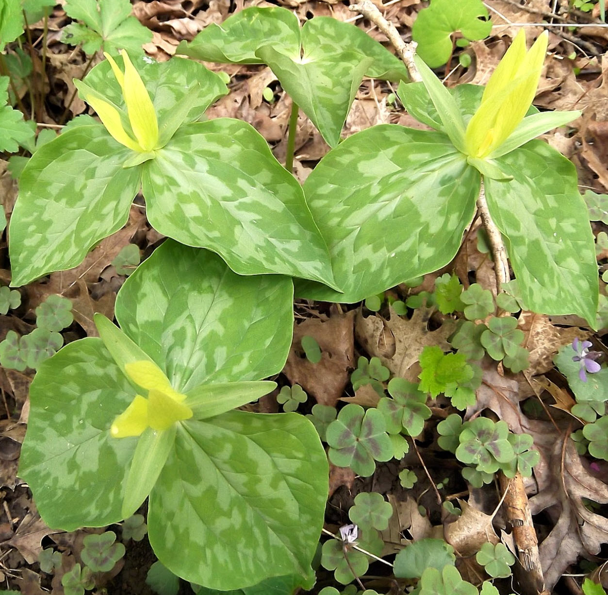 Trillium luteum - Yellow Wakerobin Trillium | PlantMaster
