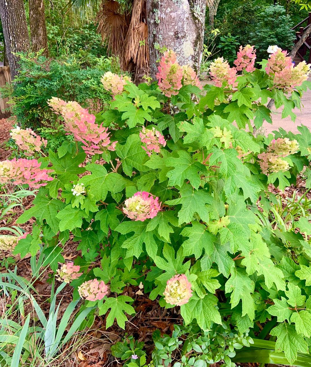 Dwarf Oakleaf Hydrangea Ruby Slippers