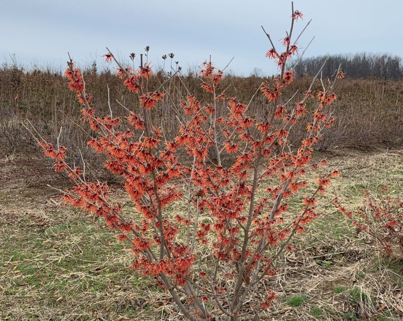 Diane Witch Hazel