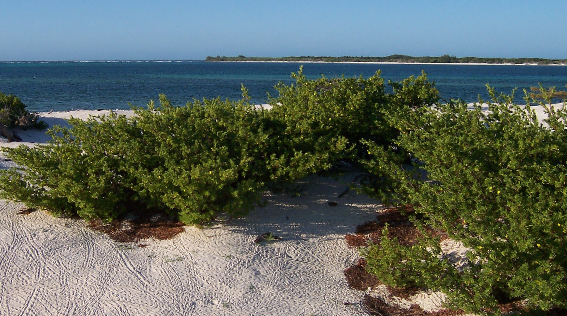 Suriana maritima - Bay Cedar | PlantMaster