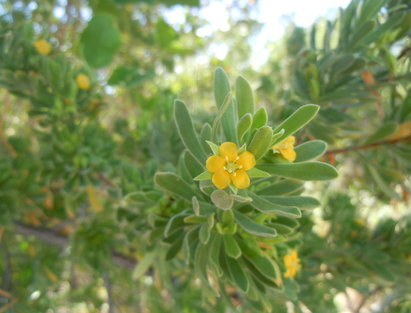 Suriana maritima - Bay Cedar | PlantMaster