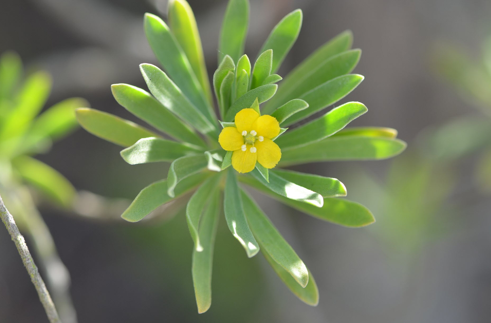 Suriana maritima - Bay Cedar | PlantMaster